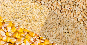 Your Quick Guide to Whiskey Grains - Rebel Bourbon